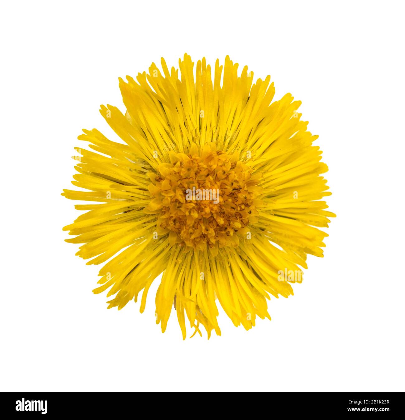 yellow coltsfoot (tussilago farfara) flower top view isolated on white ...