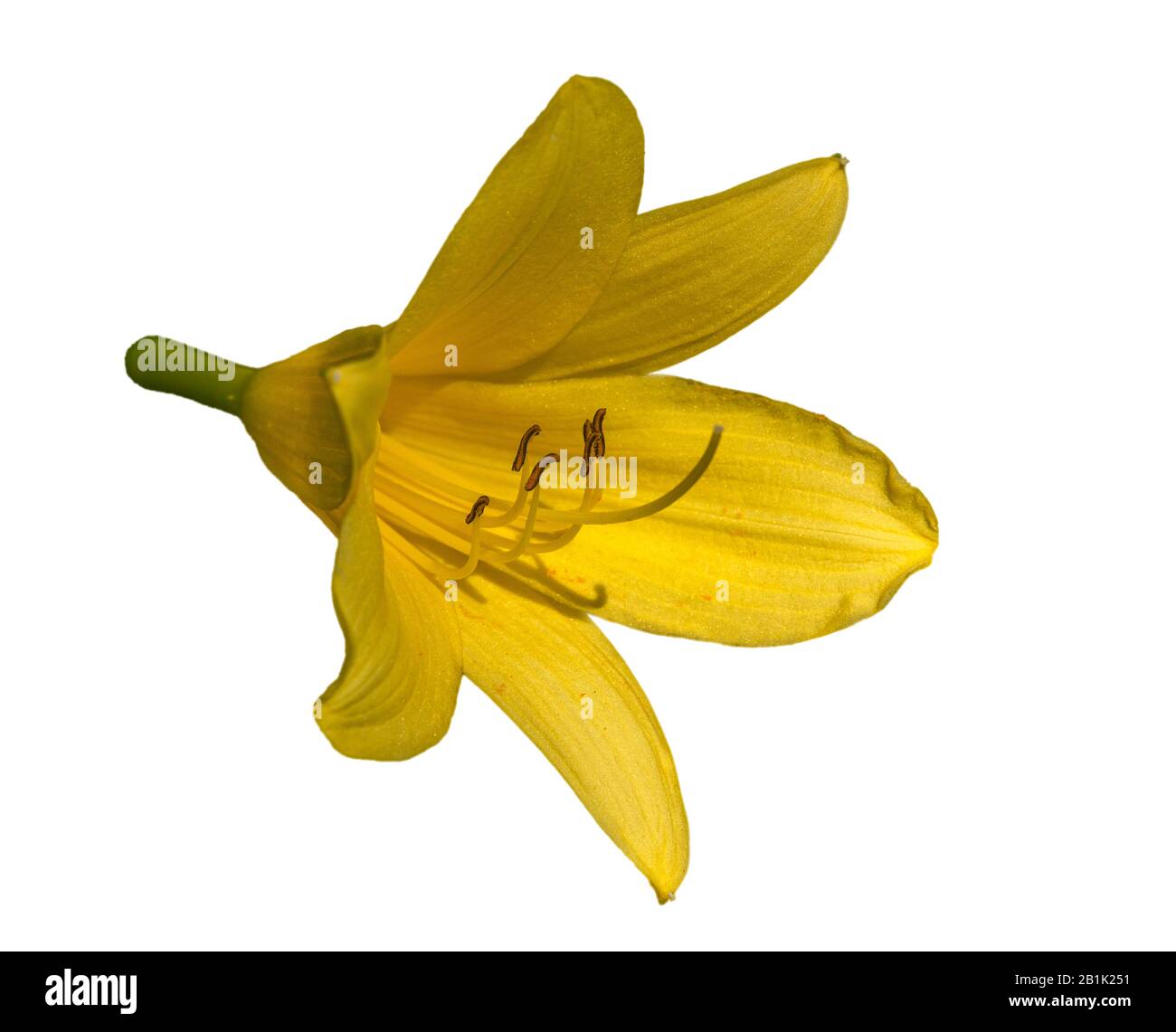 Elegant yellow flower on Cut Out Stock Images & Pictures - Alamy