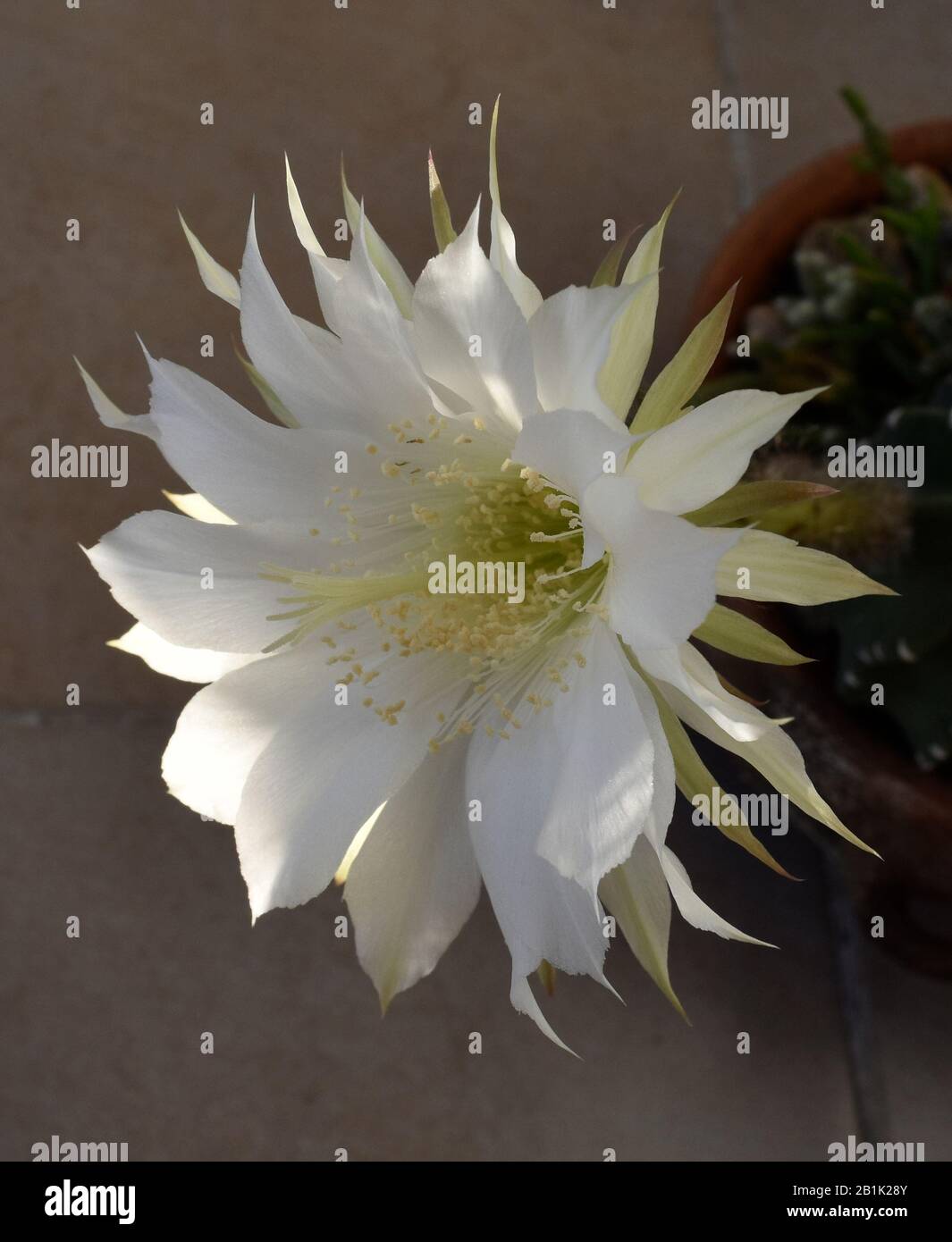 Big white flower of a cactus Stock Photo - Alamy