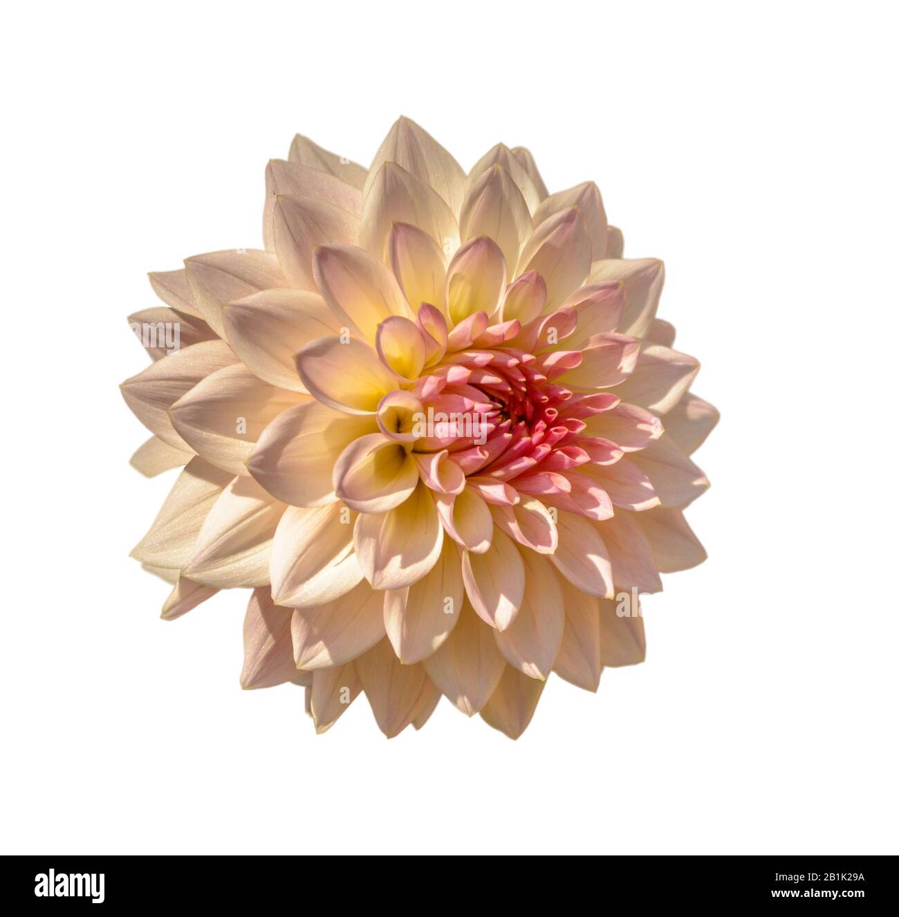pink dahlia flower closeup without stem white background isolated Stock ...