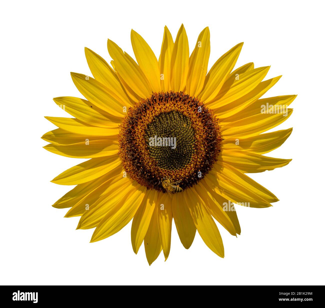 sunflower detail front view in the sun isolated on white Stock Photo ...