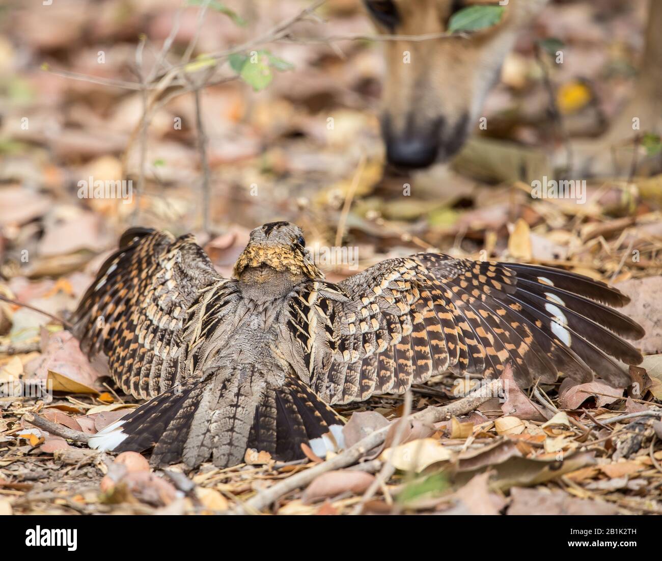 Large-tailed Nightjar ( Caprimulgus macrurus) spreading wings on ground ...