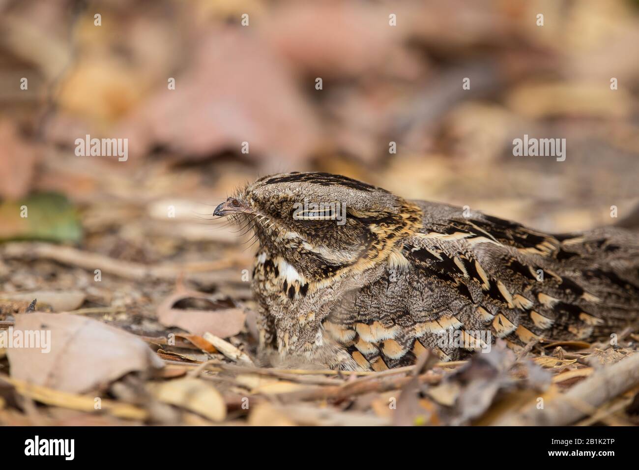 Large-tailed Nightjar ( Caprimulgus macrurus) Sleeping on the ground ...