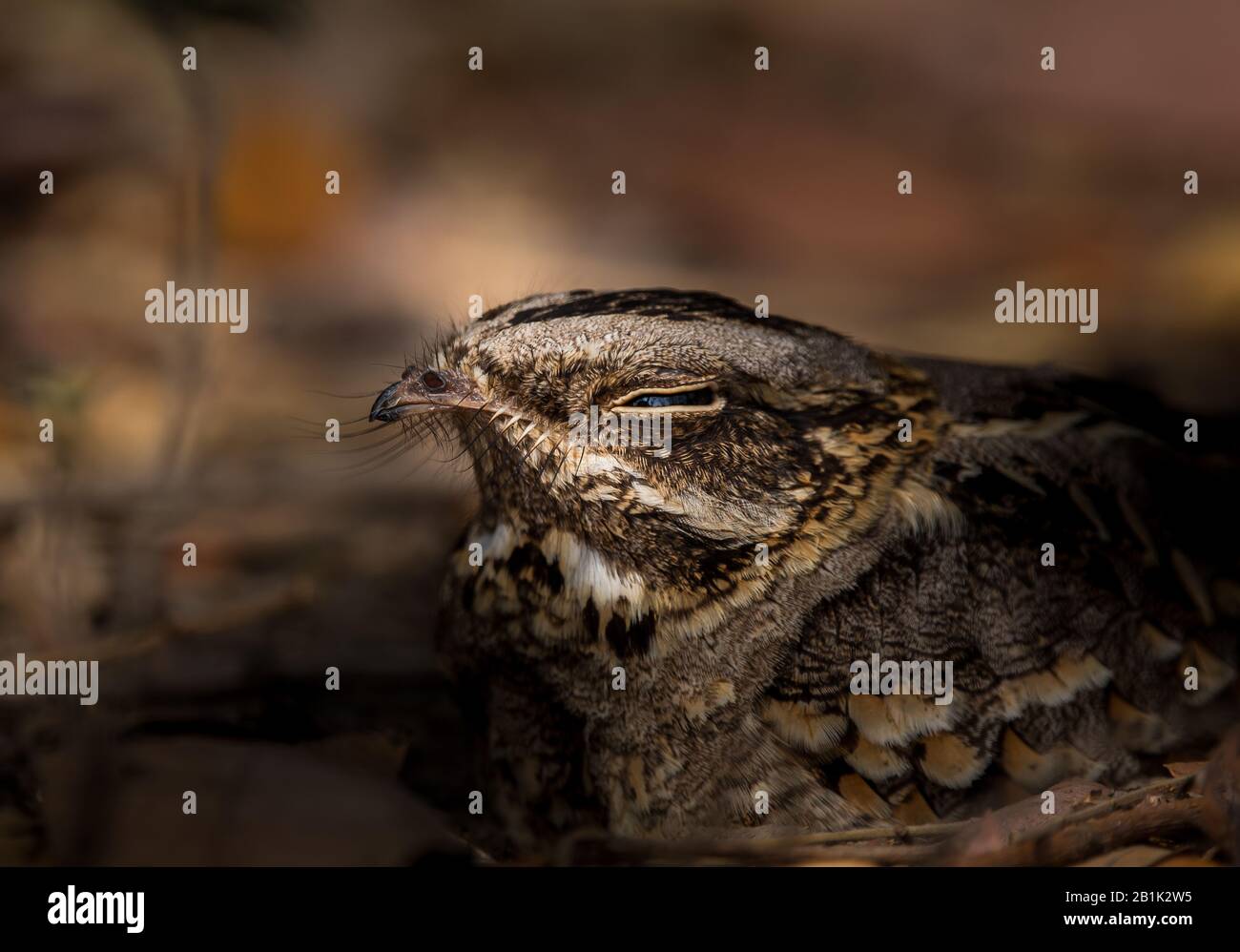 Large-tailed Nightjar ( Caprimulgus macrurus) Sleeping on the ground ...