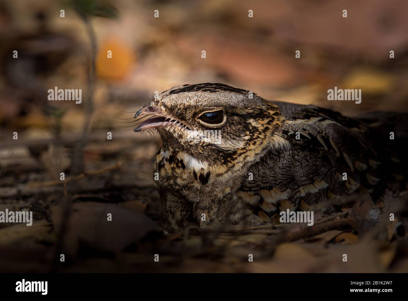 Large-tailed Nightjar ( Caprimulgus macrurus) Sleeping on the ground ...