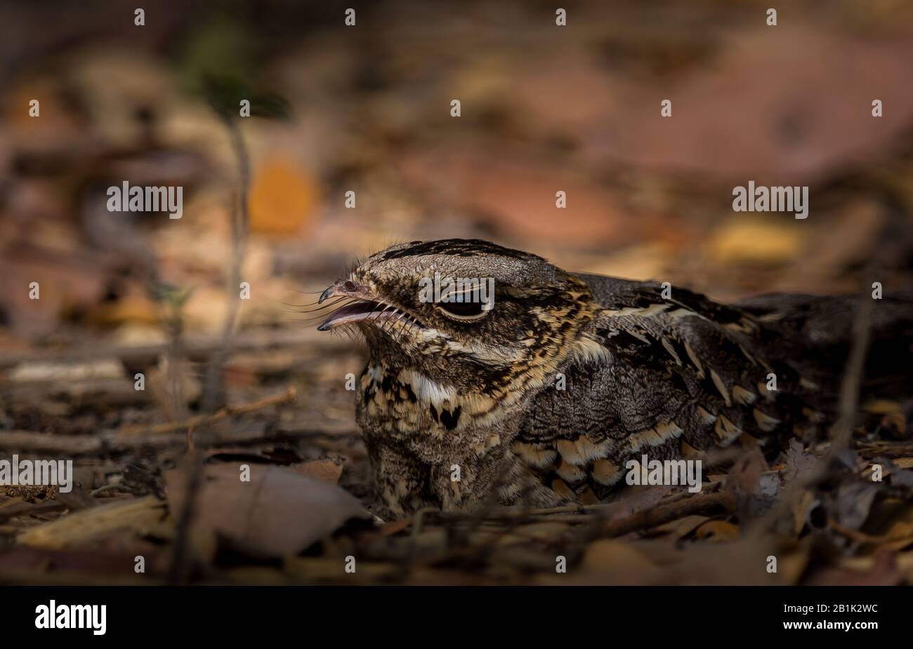 Large-tailed Nightjar ( Caprimulgus macrurus) Sleeping on the ground ...