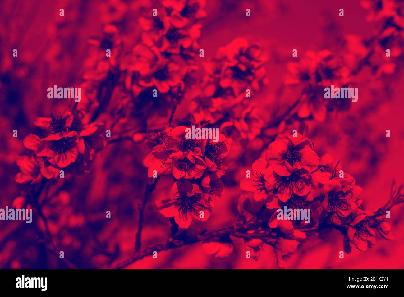 cherry flower duotone in vibrant bold gradient holographic colors ...