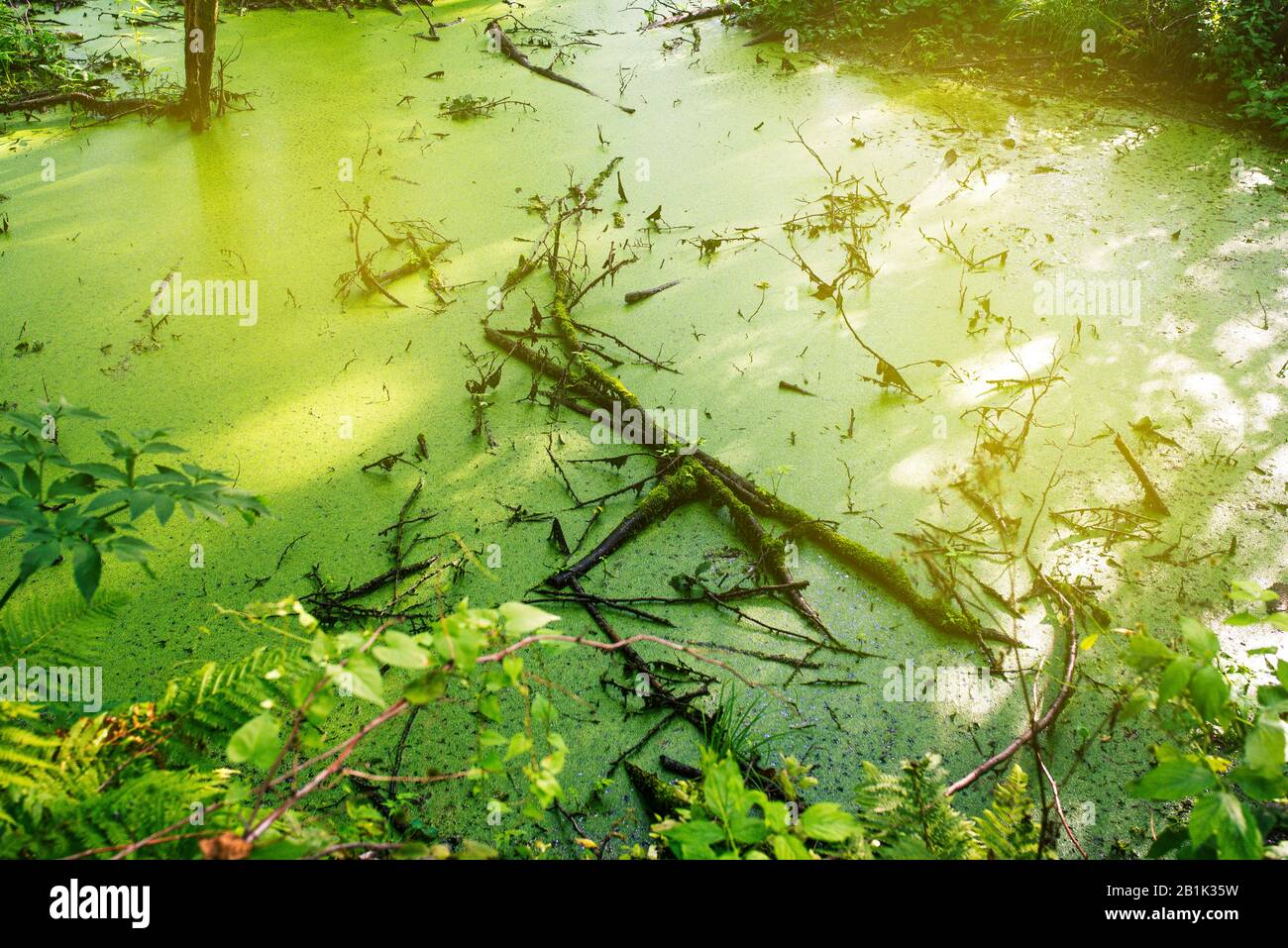 Swamp green duckweed. Magical summer swamp deep in the forest Stock ...
