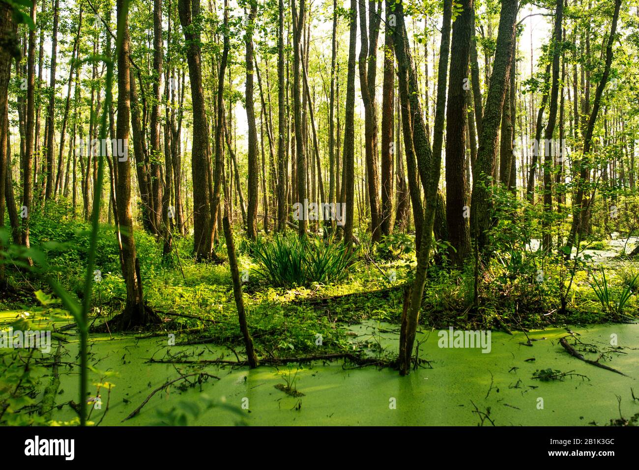 Tree Swamp Forest 1920x1200