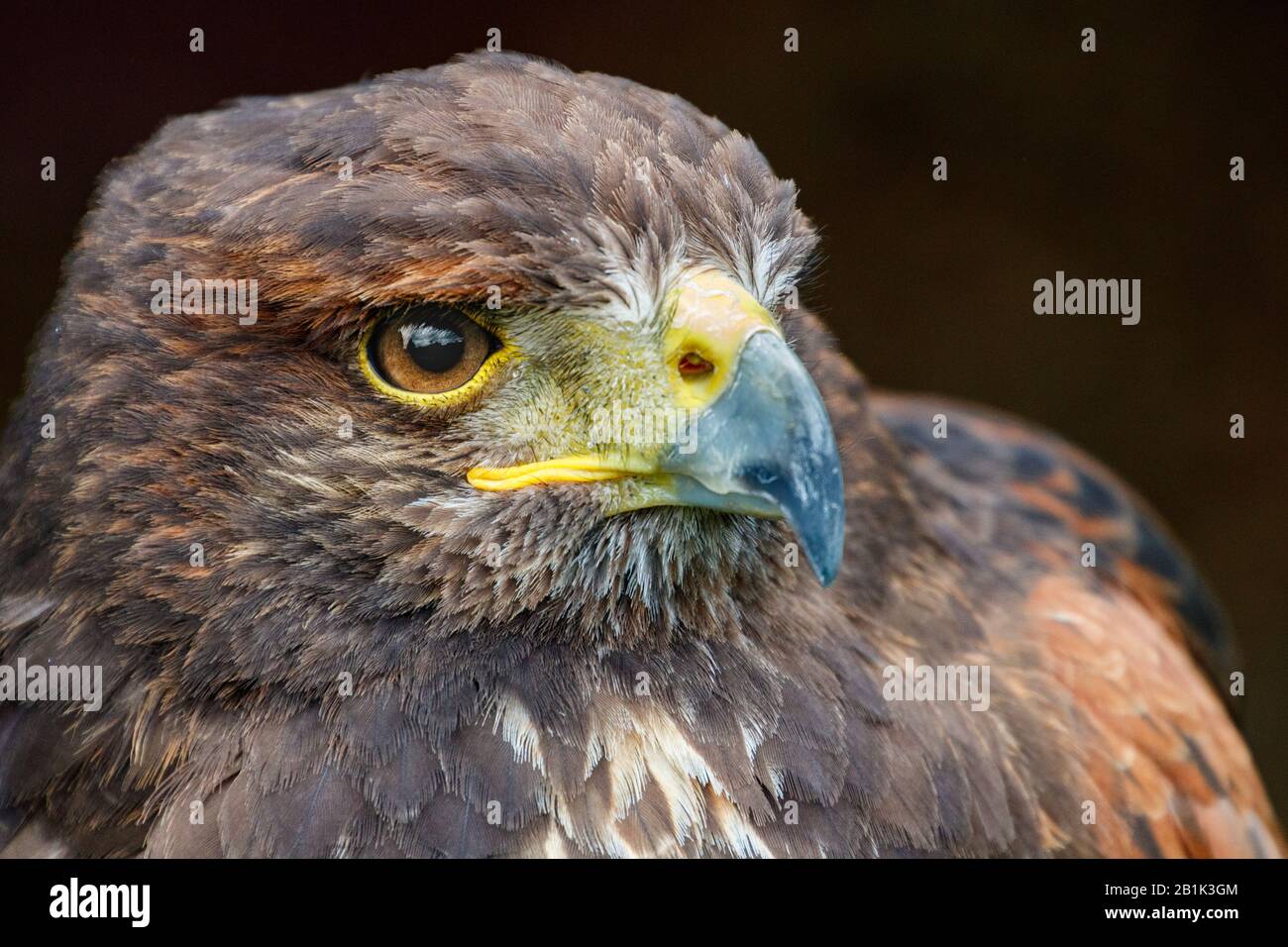 harris hawk head with stare Stock Photo - Alamy