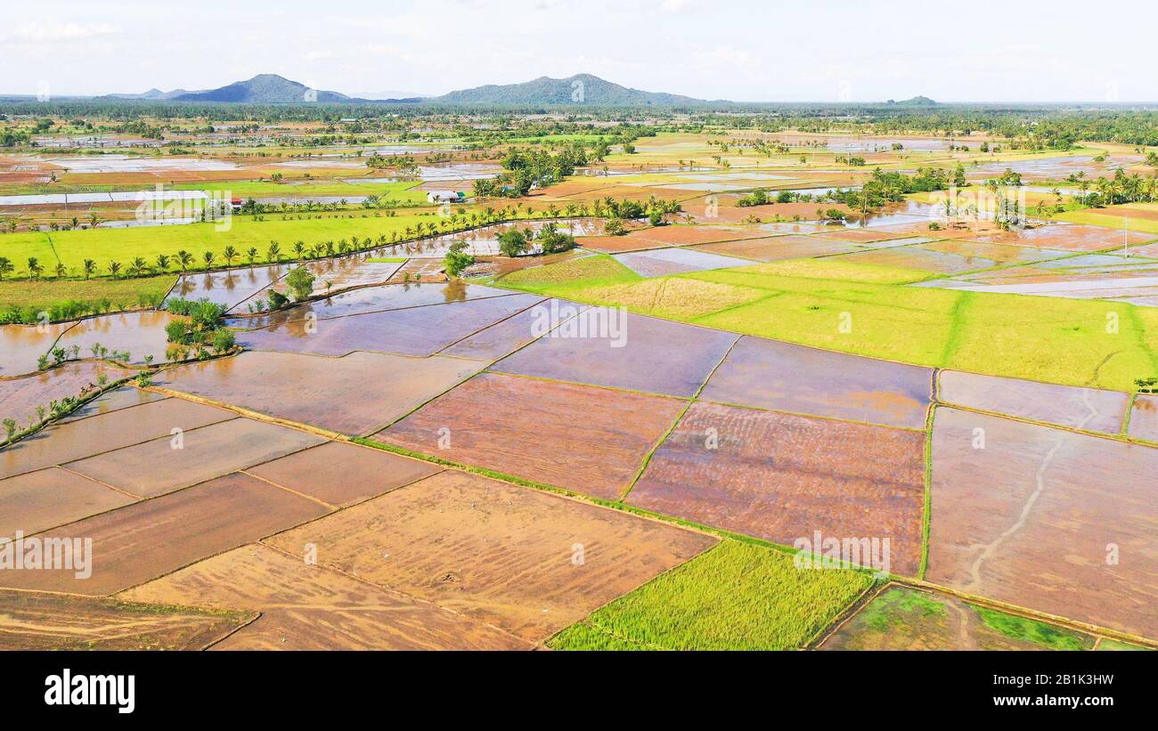 Rice fields are flooded with water. Tropical landscape with fertile ...