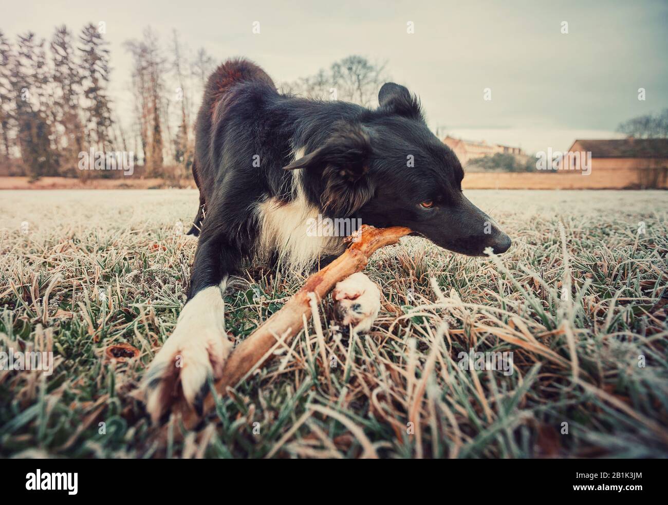 Catching a stick hi-res stock photography and images - Alamy
