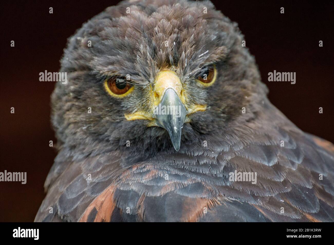 harris hawk head with stare Stock Photo - Alamy