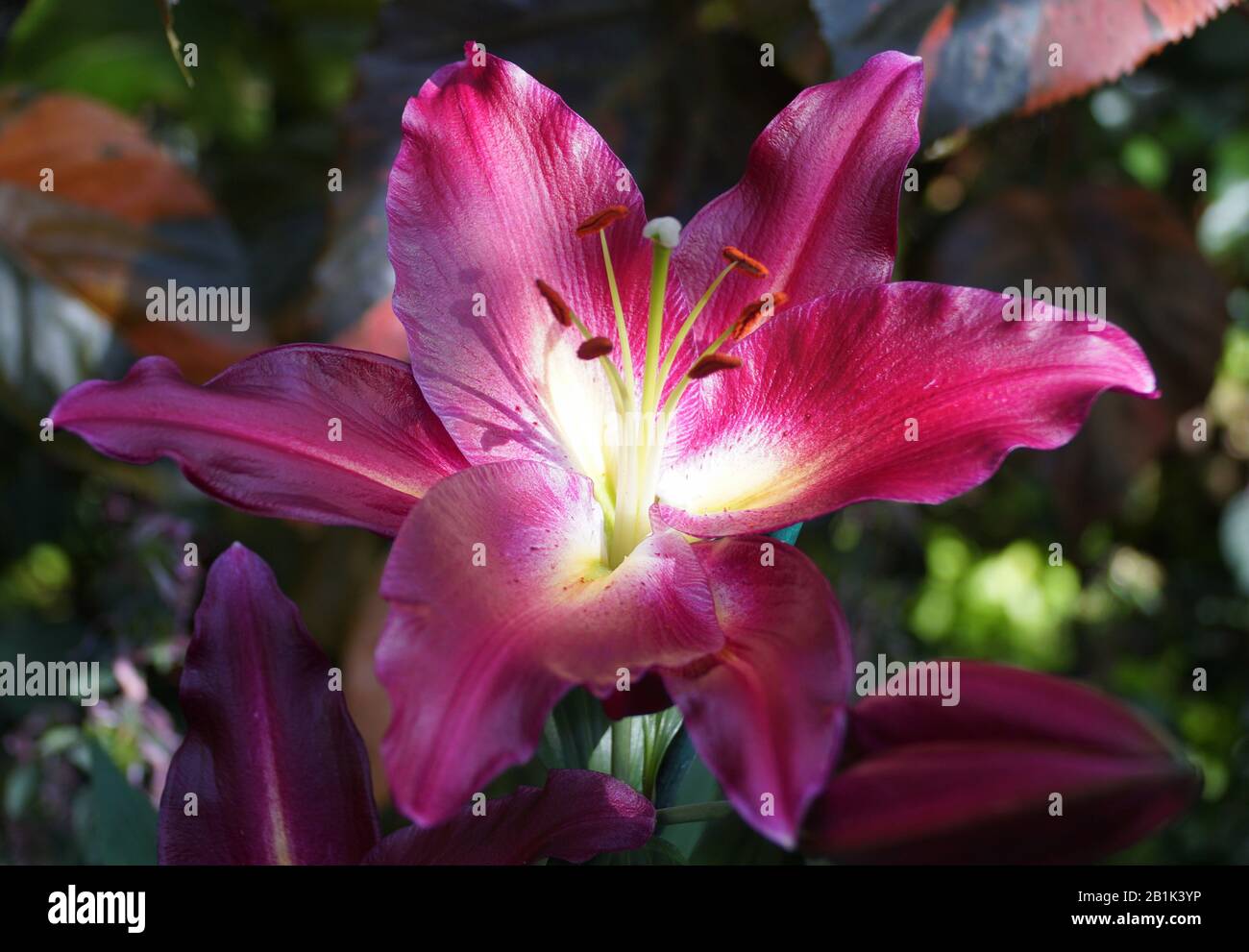 Avinger hi-res stock photography and images - Alamy