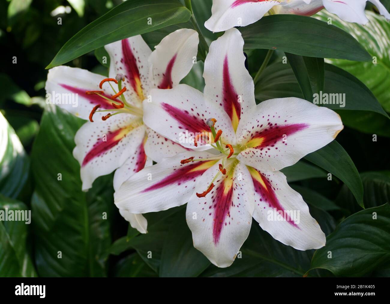Beautiful white and pink Oriental Hybrid lily 'Big Smile' Stock Photo ...
