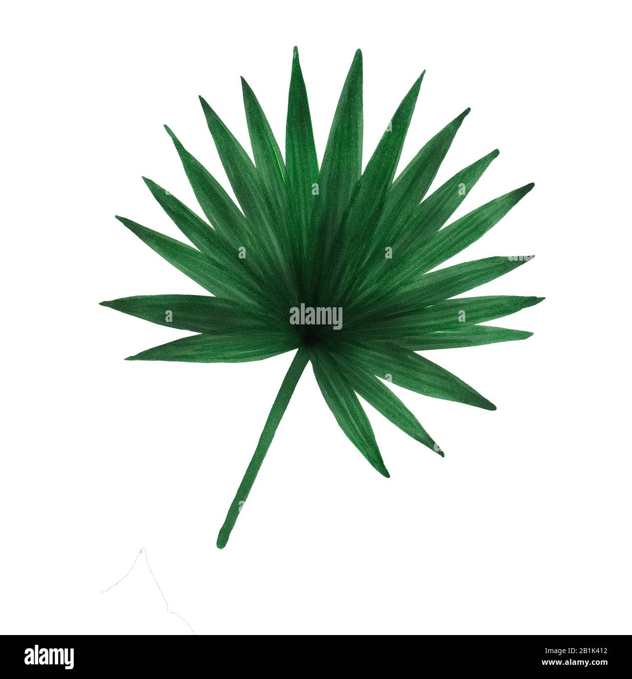 Fan palm forest hi-res stock photography and images - Alamy