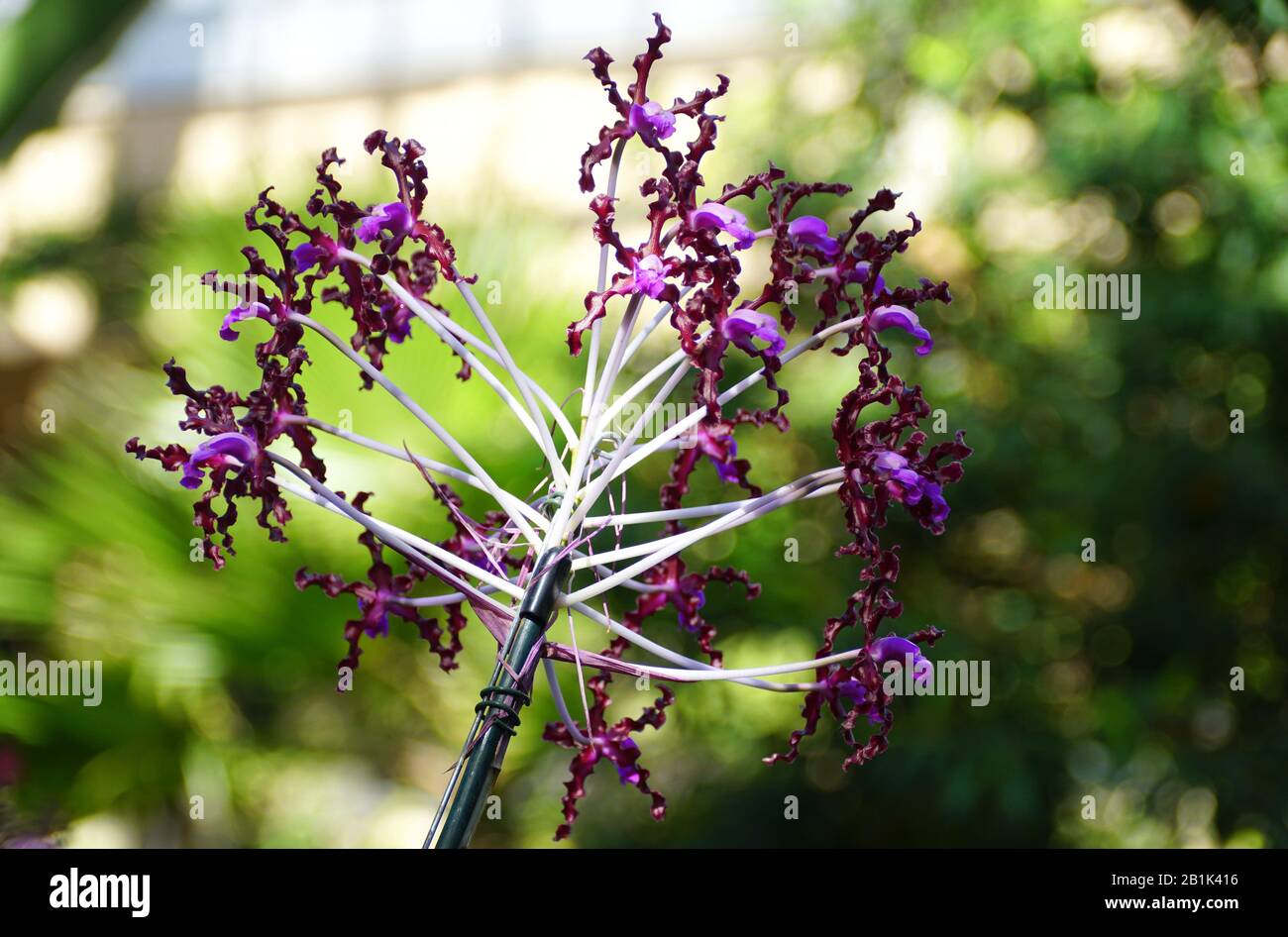 Beautiful clusters of purple Laelia Undulata tall orchid flowers Stock ...