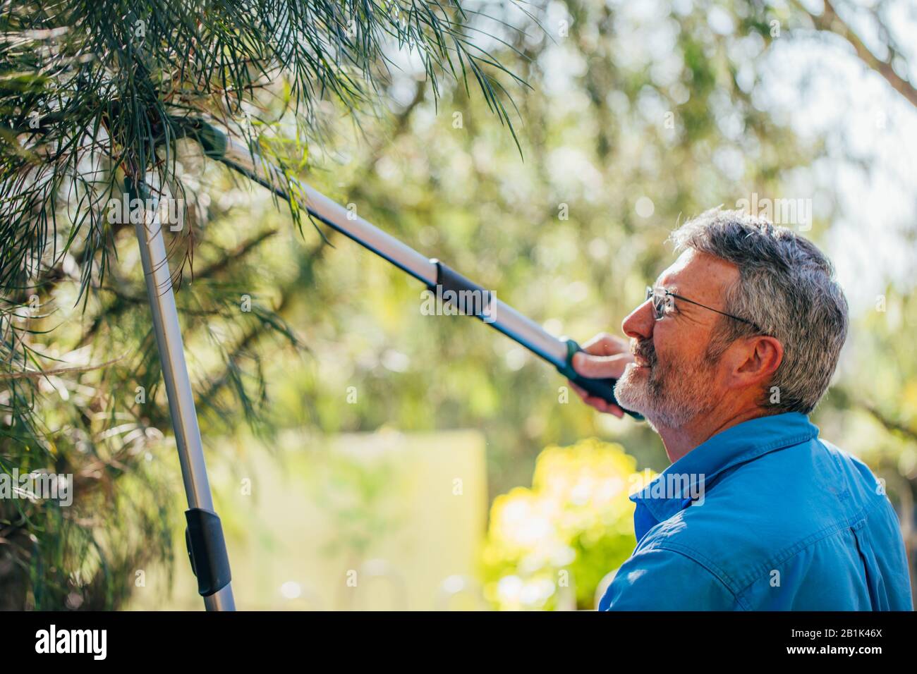 Male gardener pruning tree branches hi-res stock photography and images ...