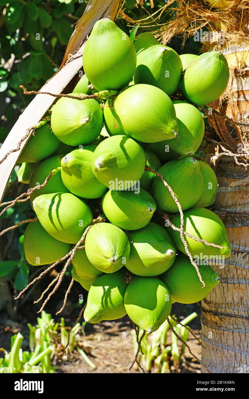 Green young coconuts growing on a palm tree Stock Photo - Alamy