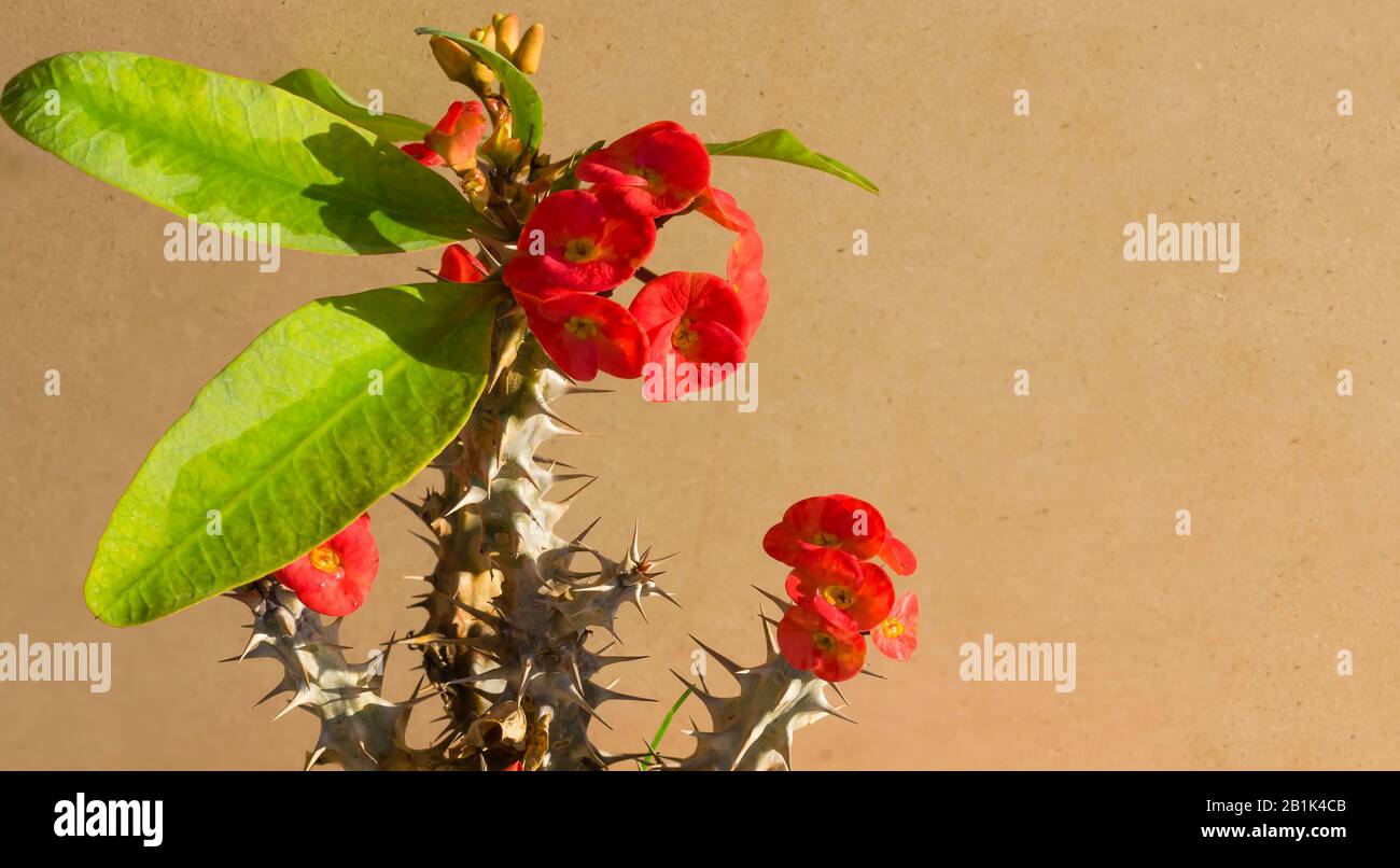 Euphorbia mili flower hi-res stock photography and images - Alamy