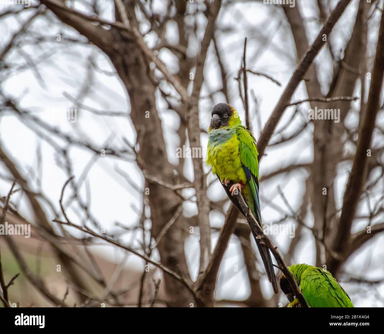 Black-hooded Parakeet (Aratinga nenday) perches on a tree branch in ...