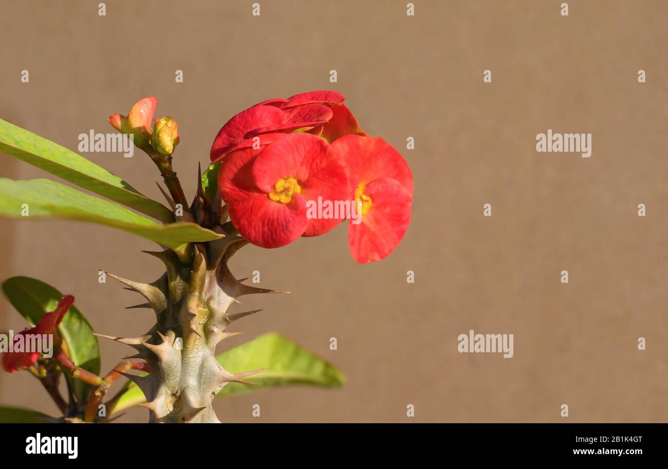 Euphorbia mili flower hi-res stock photography and images - Alamy