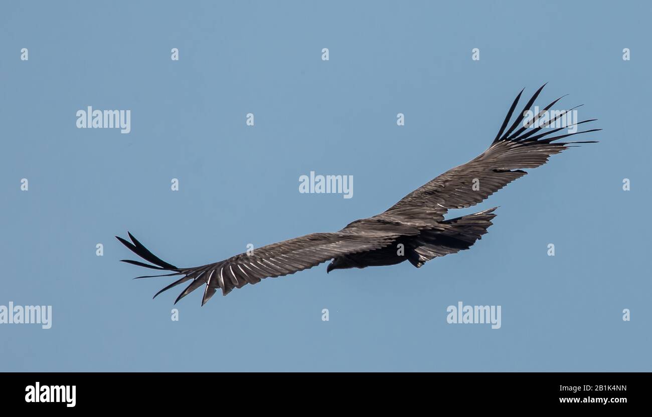 Himalayan vulture in flight hi-res stock photography and images - Alamy