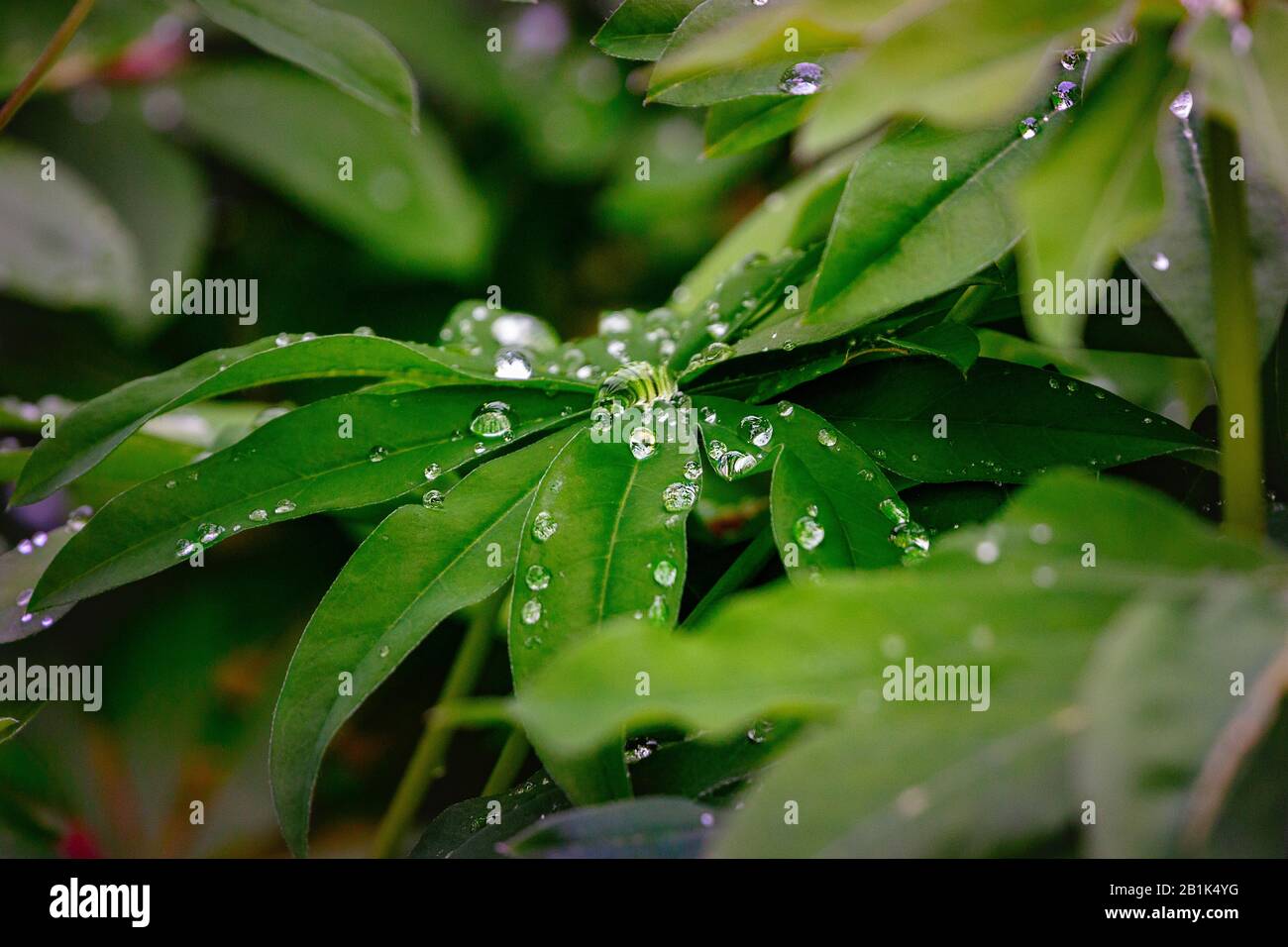 leaf with water drops Stock Photo - Alamy