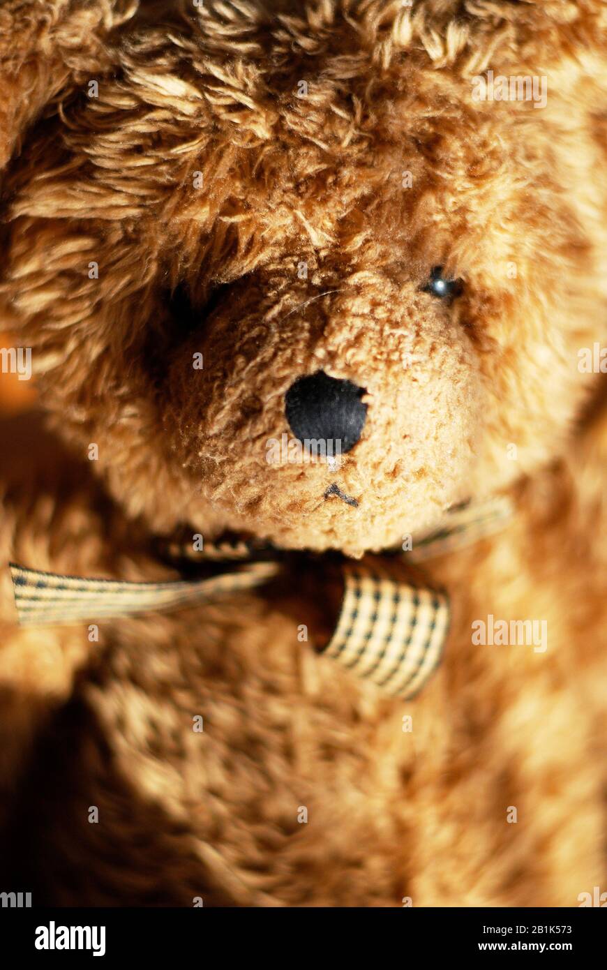 teddy bear close up portrait Stock Photo - Alamy