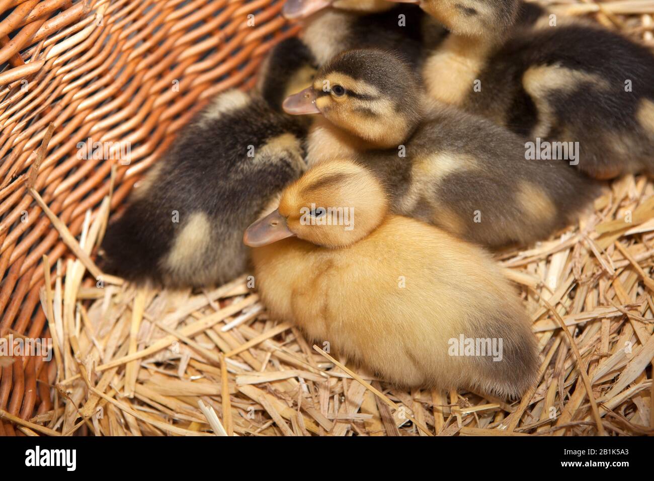 Several newborn ducklings with different colours in a basket Stock ...