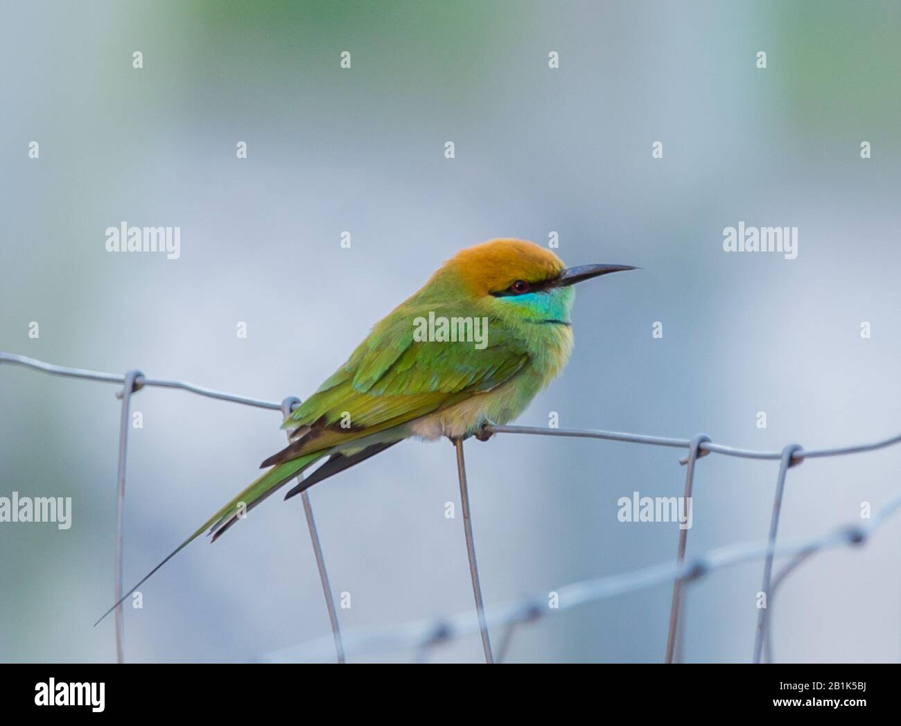 Little Green bee-eater (Merops orientalis Stock Photo - Alamy
