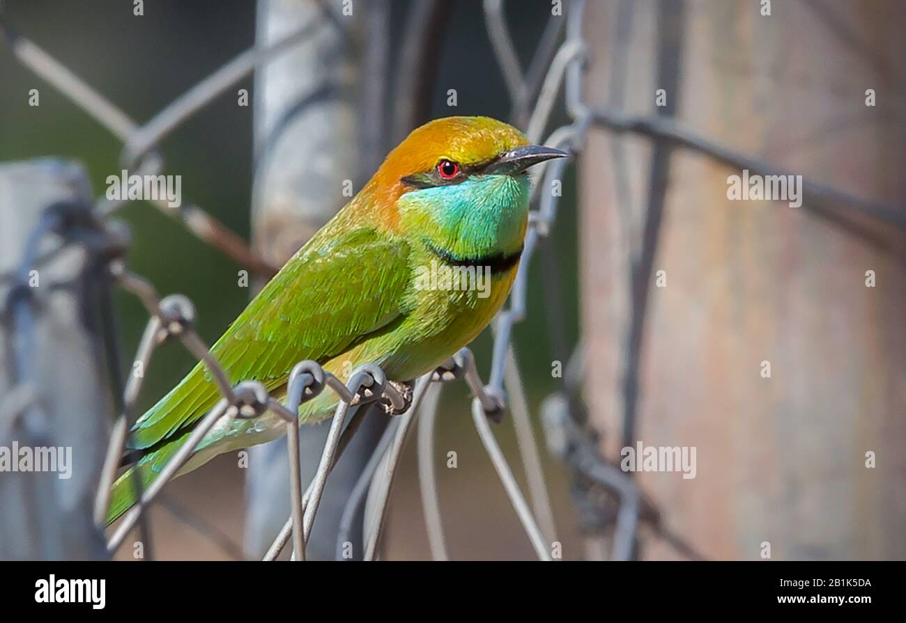 Little Green bee-eater (Merops orientalis Stock Photo - Alamy