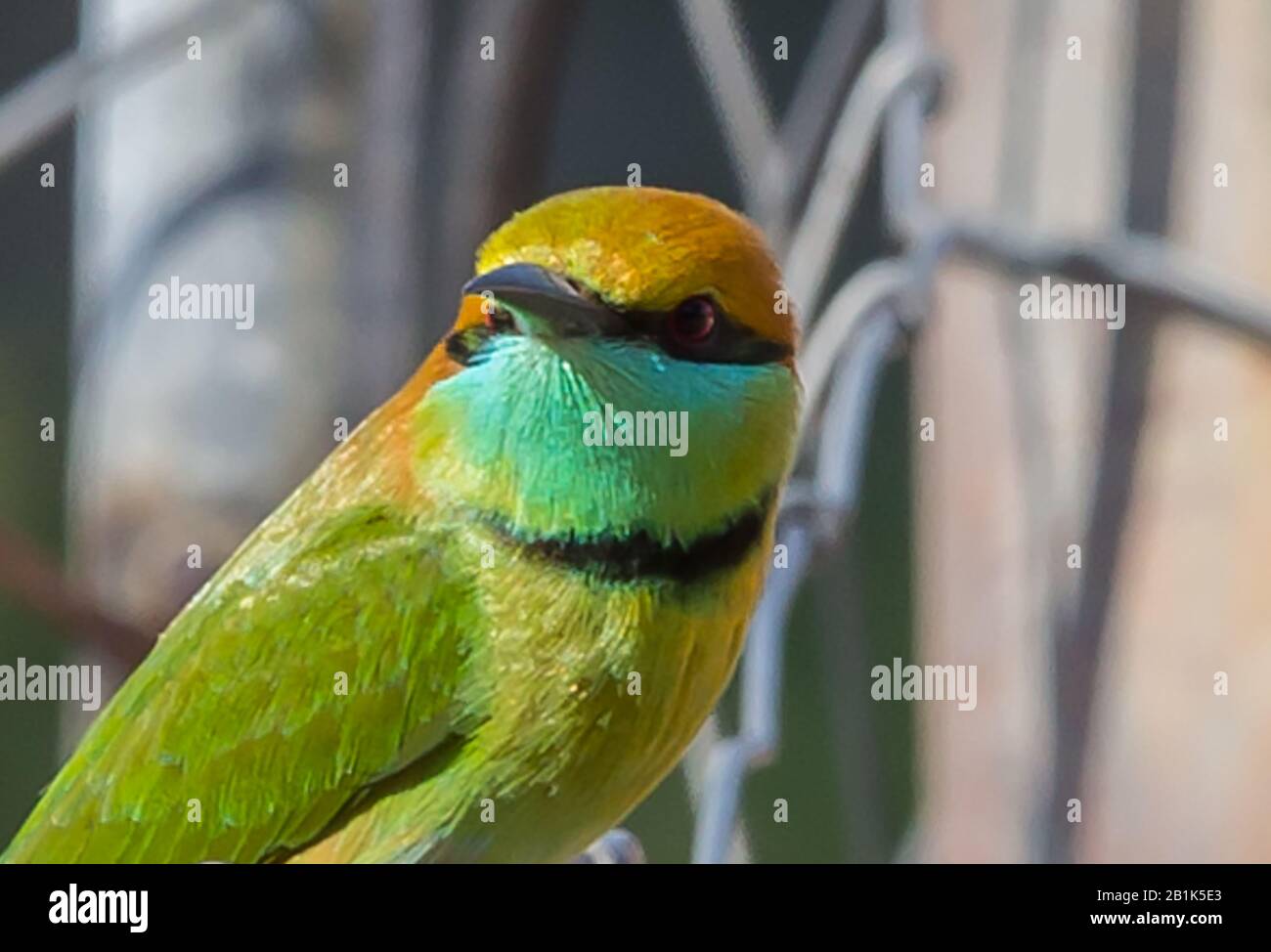 Little Green bee-eater (Merops orientalis Stock Photo - Alamy