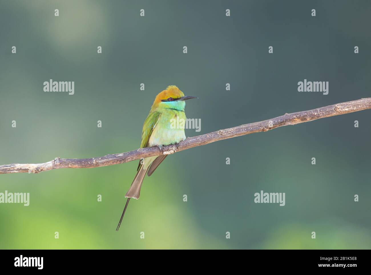 Little Green bee-eater (Merops orientalis Stock Photo - Alamy
