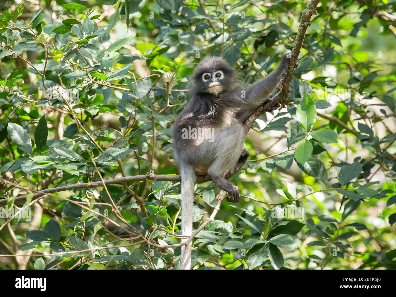 Dusky Langur (Trachypithecus obscurus Stock Photo - Alamy