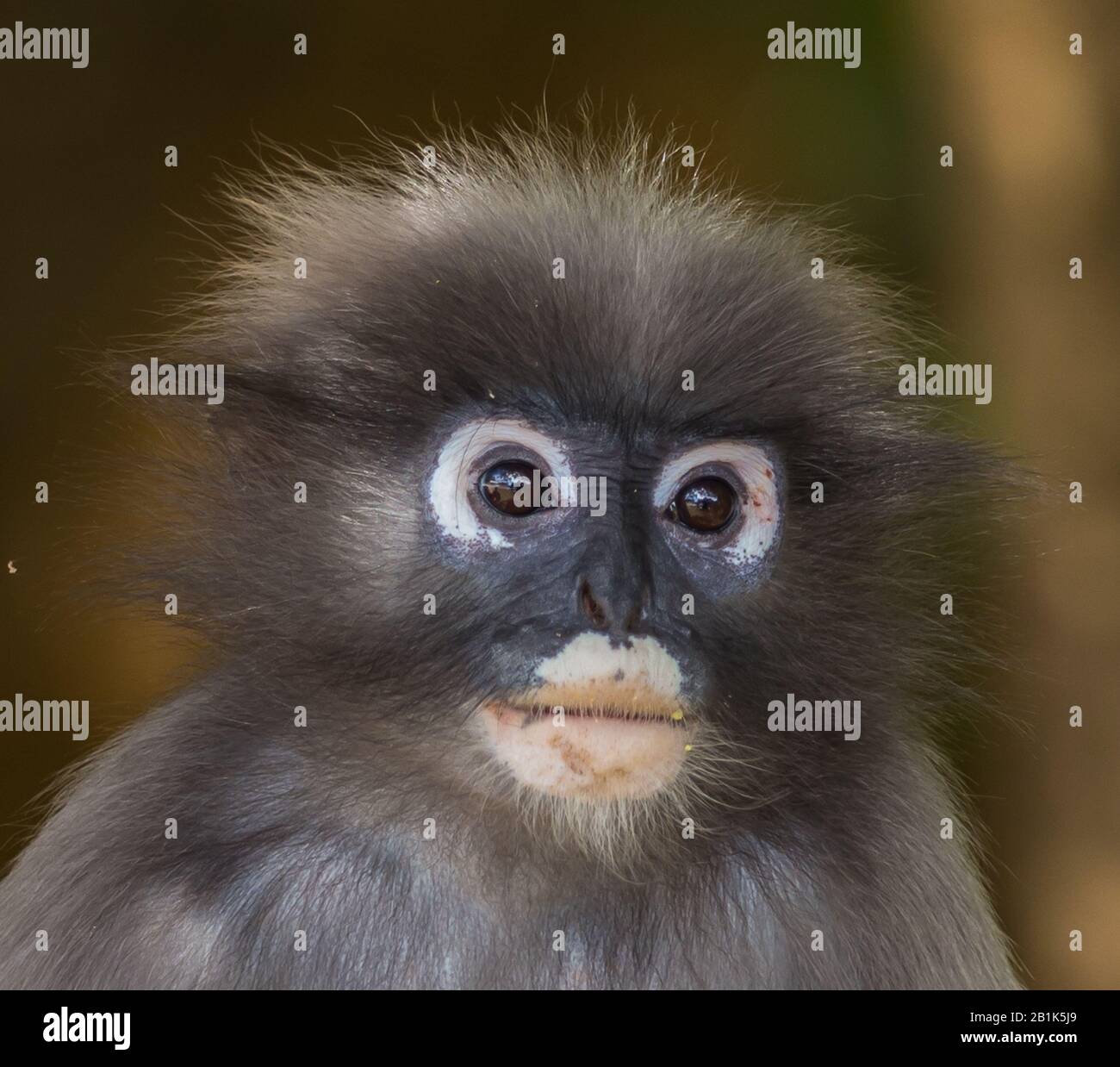 Dusky Langur (Trachypithecus obscurus Stock Photo - Alamy