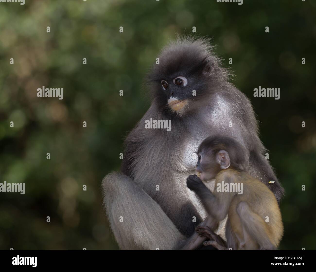 Dusky Langur (Trachypithecus obscurus Stock Photo - Alamy