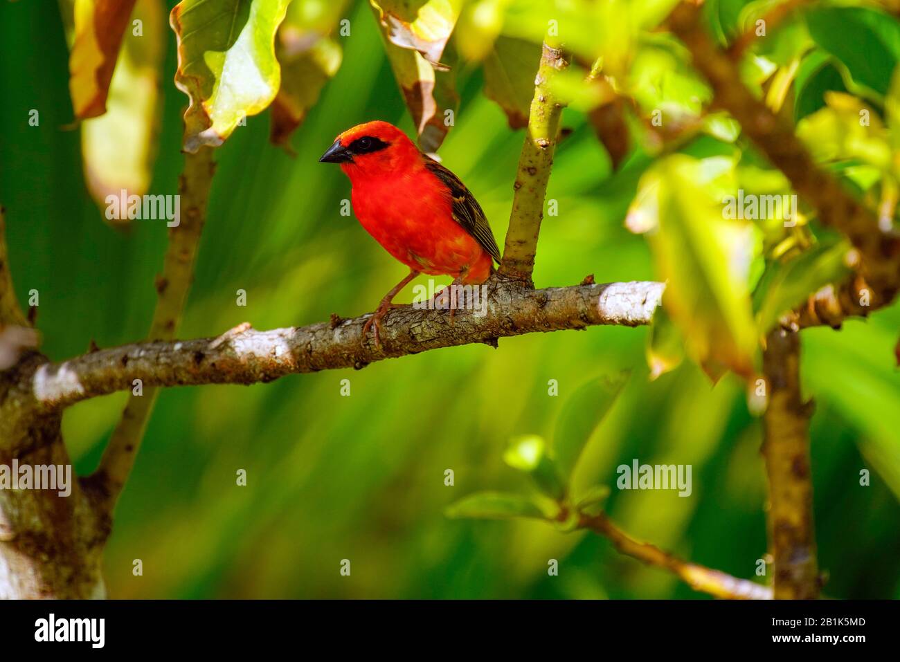 The Red Fody (Foudia madagascariensis), weaver family Ploceidae ...