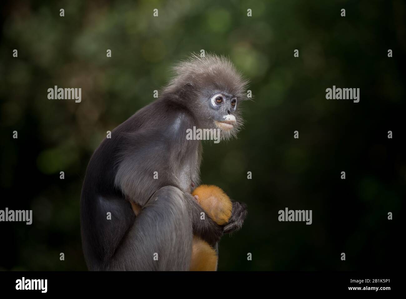 Dusky Langur (Trachypithecus obscurus Stock Photo - Alamy
