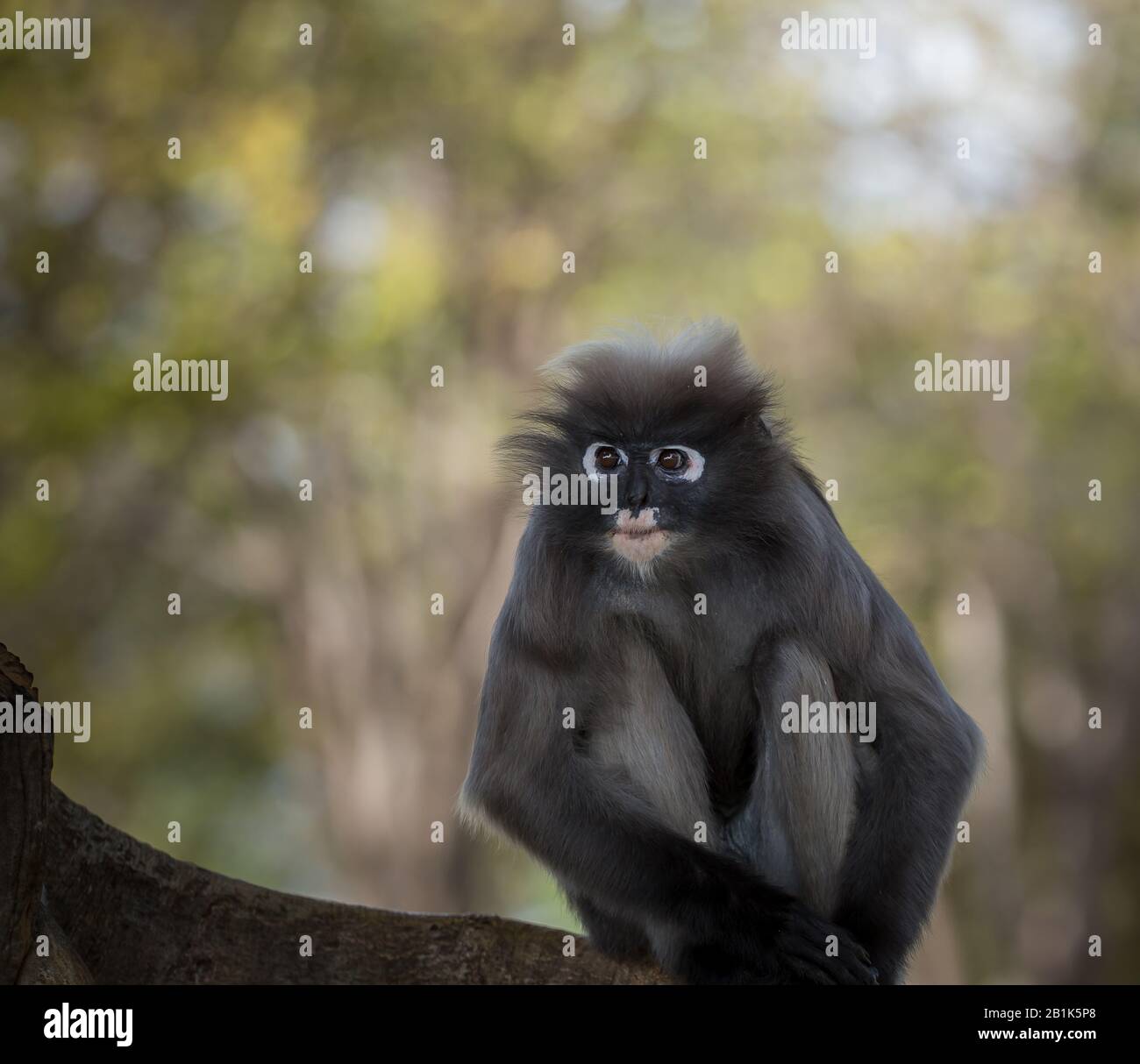 Dusky face hi-res stock photography and images - Alamy