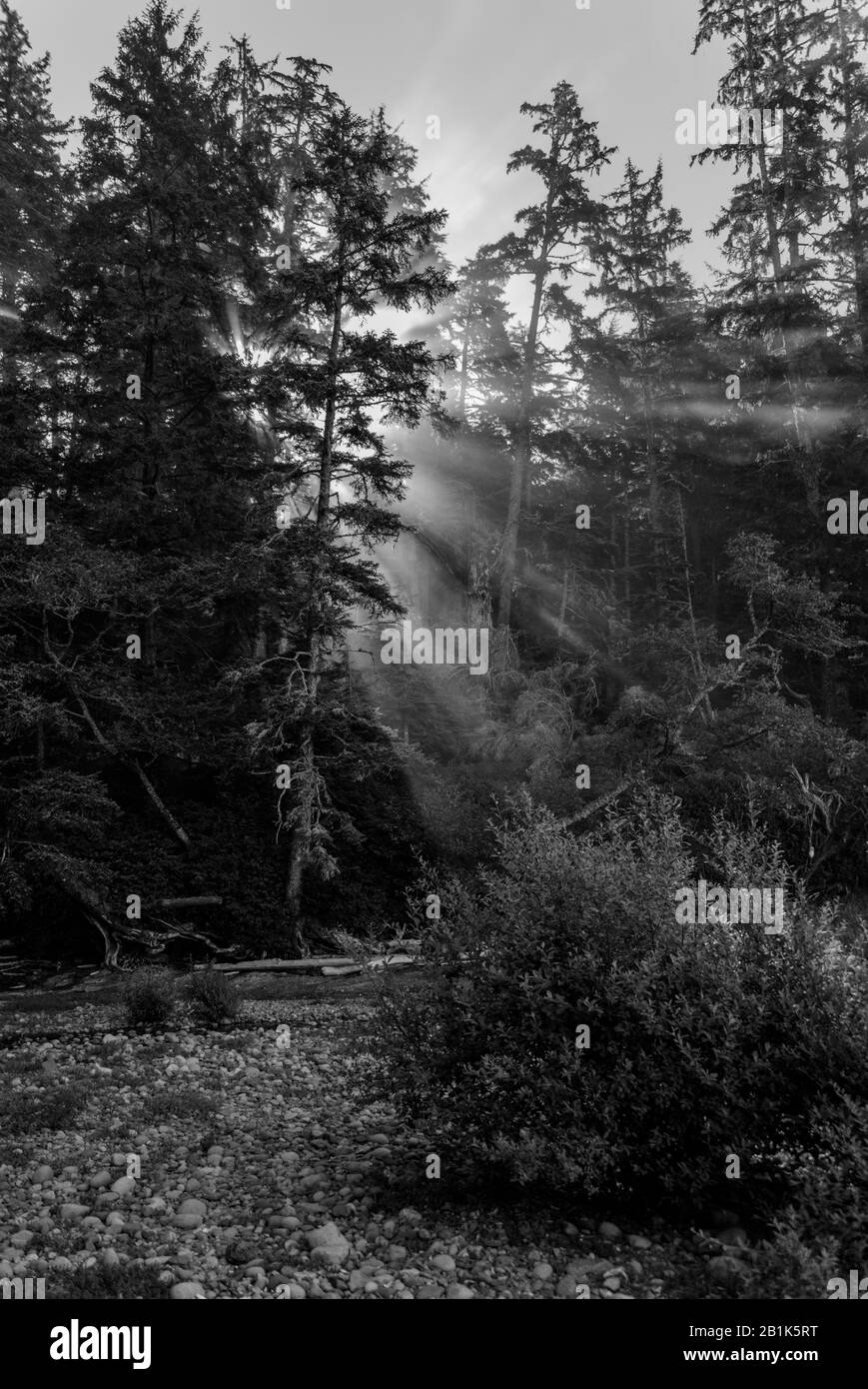 Sunbeams in the forest of the Pacific-Rim-Nationalpark II, Vancouver ...