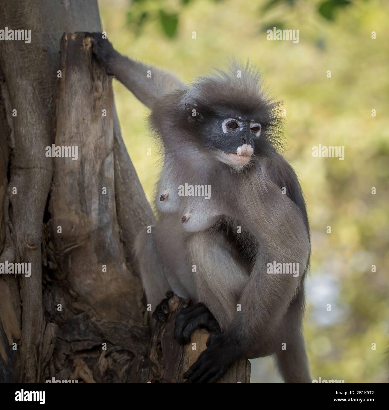 Dusky Langur (Trachypithecus obscurus Stock Photo - Alamy