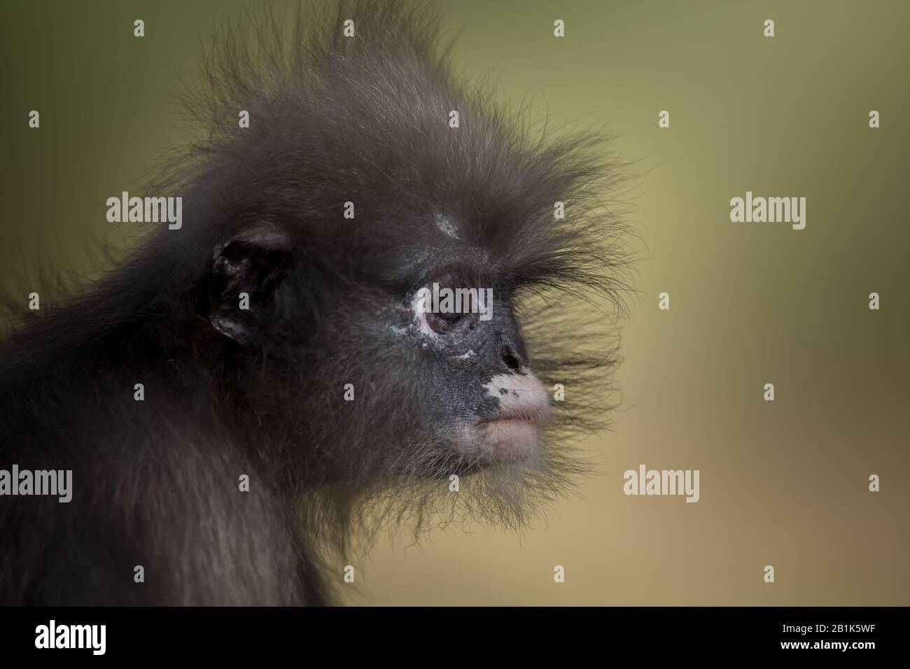 Dusky Langur (Trachypithecus obscurus Stock Photo - Alamy
