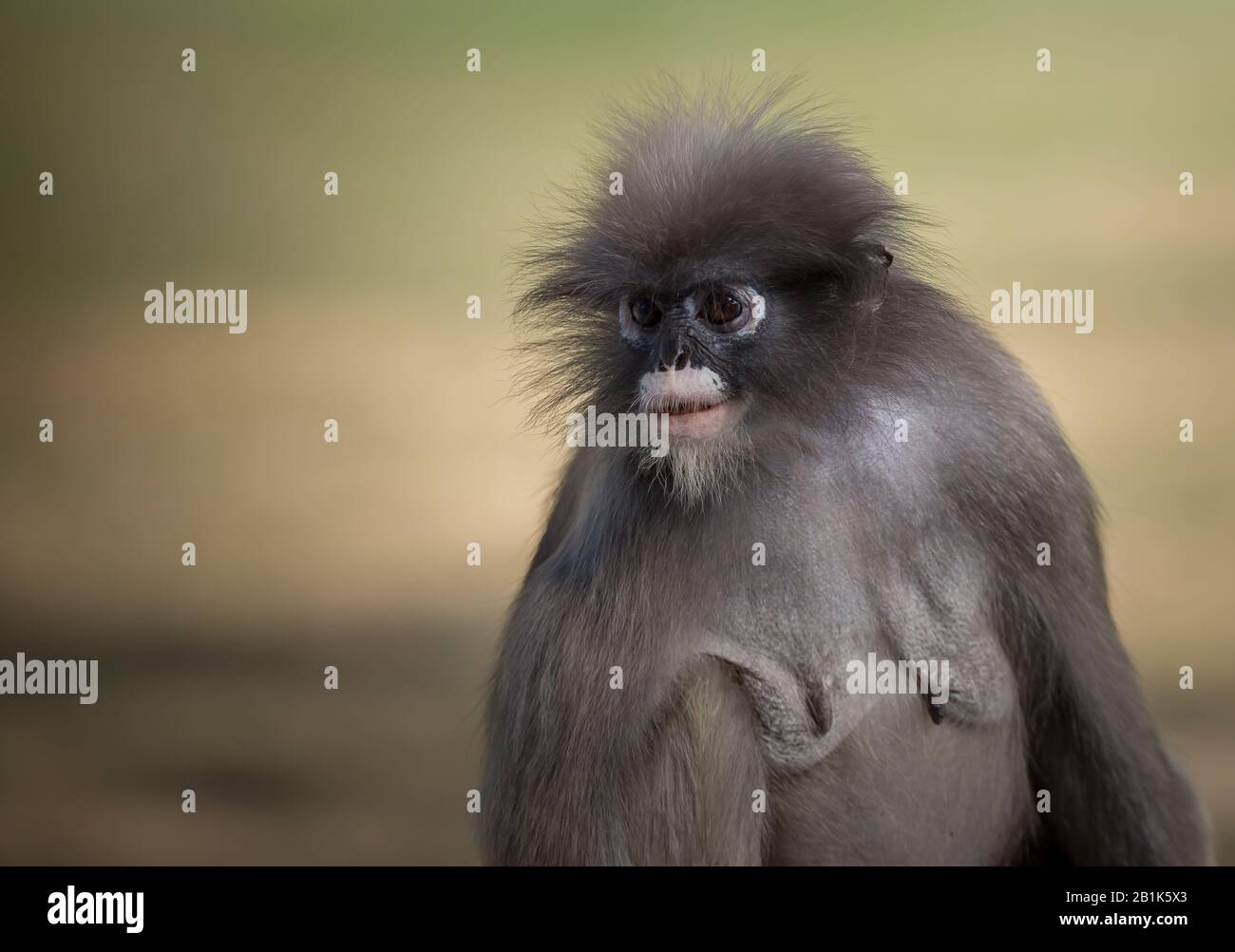 Dusky Langur (Trachypithecus obscurus Stock Photo - Alamy
