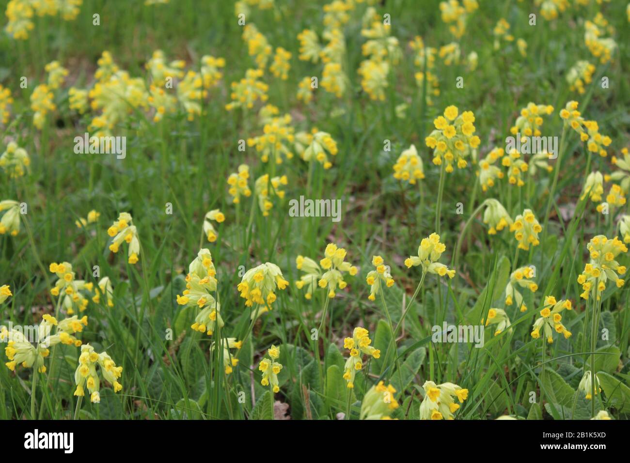 The picture shows a field of cowslips Stock Photo - Alamy