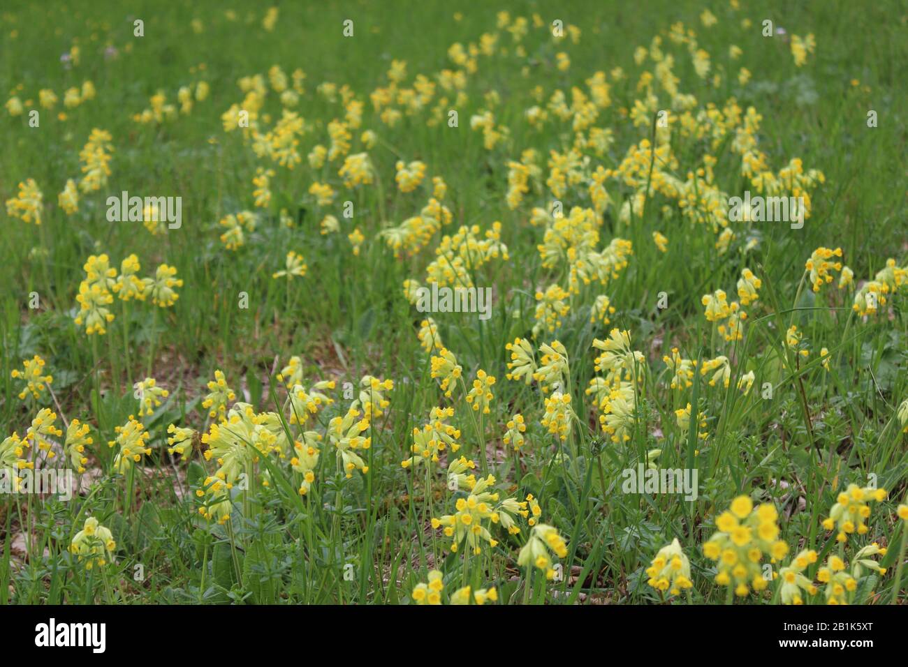 The picture shows a field of cowslips Stock Photo - Alamy