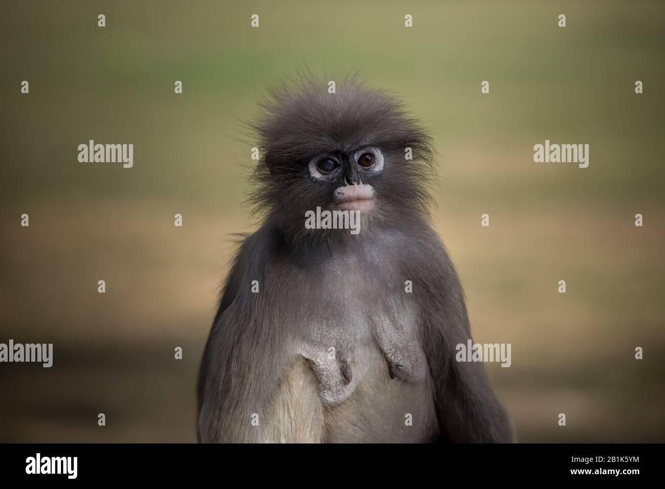 Dusky Langur (Trachypithecus obscurus Stock Photo - Alamy