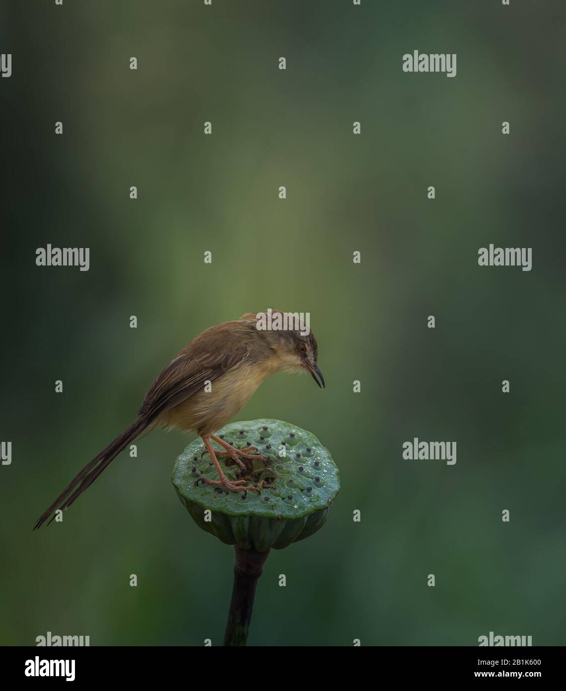 Plain Prinia ( Prinia inornata ) on lotus flower Stock Photo - Alamy