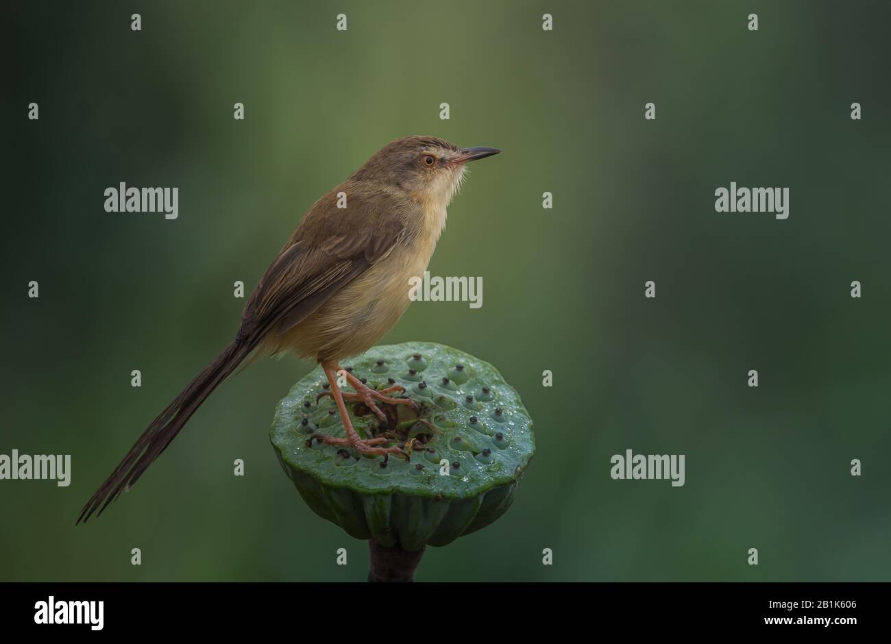 Plain Prinia ( Prinia inornata ) on lotus flower Stock Photo - Alamy
