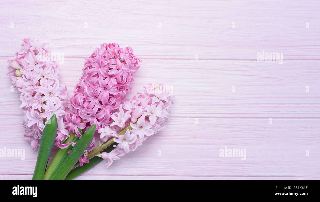 Macro closeup view of Hyacinth Pink Spring flowers on light pink ...